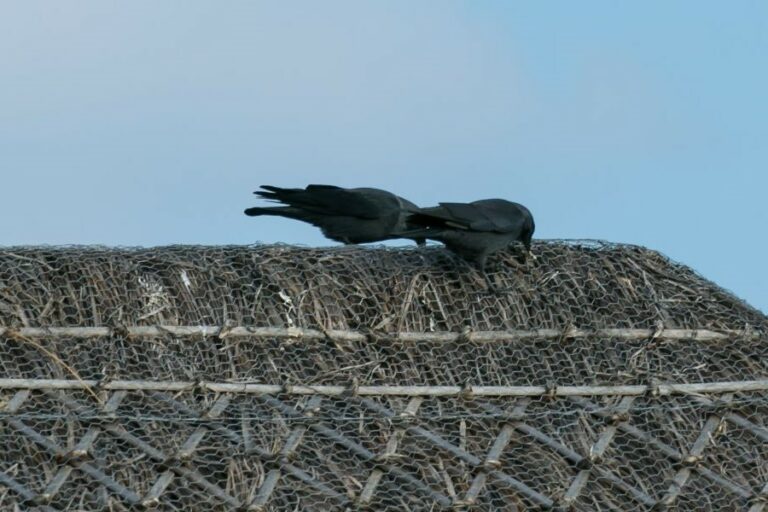 Thatch Roof Insurance Surveys| Simply Thatch